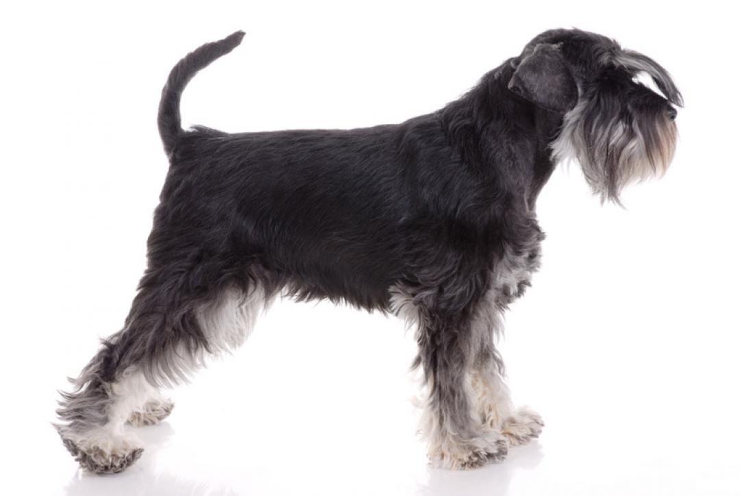 Shih Tzu Schnauzer Mix Puppies - Aqchoi